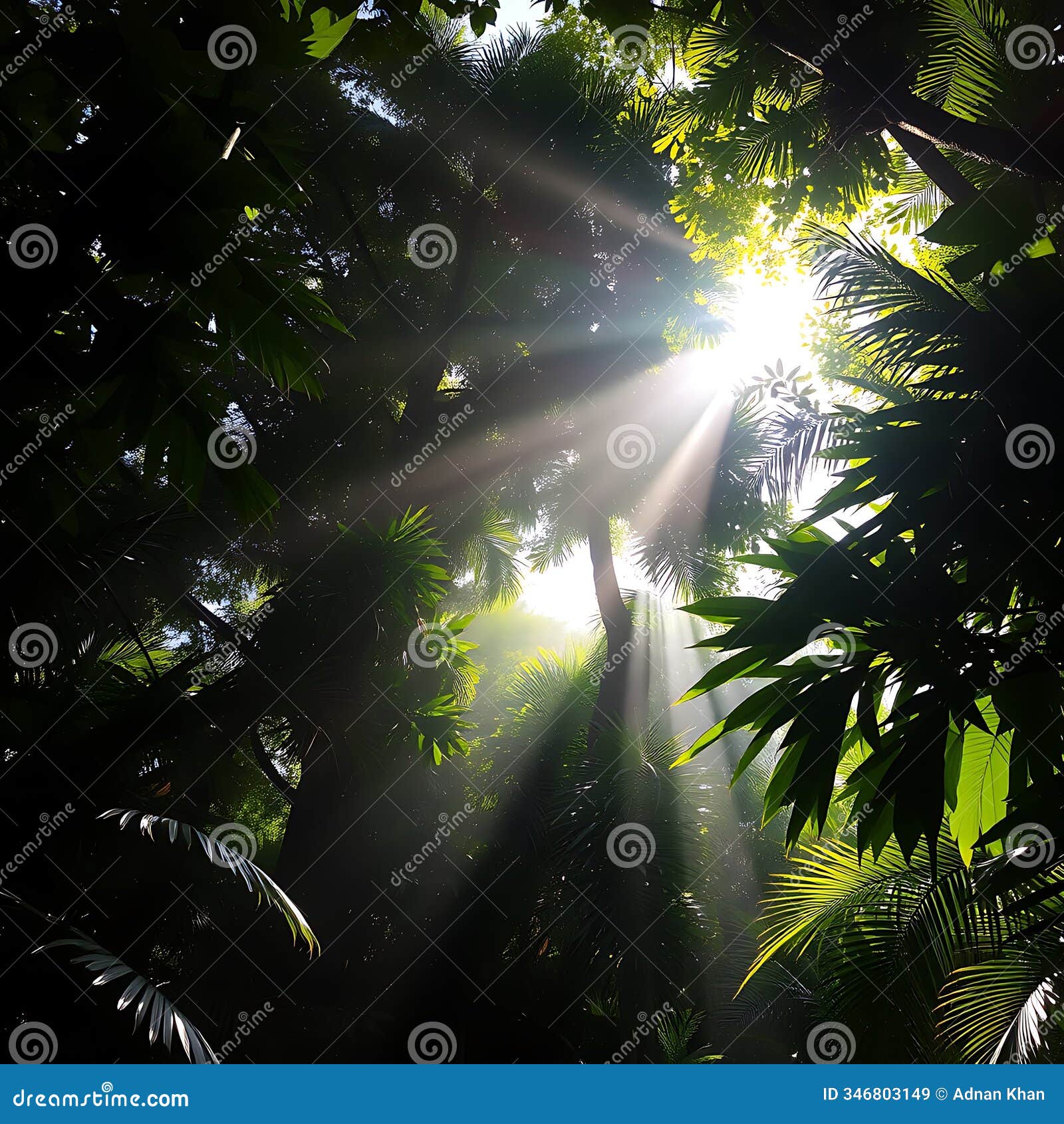 Tropical Rainforest Canopy with Morning Sun Stock Illustration ...
