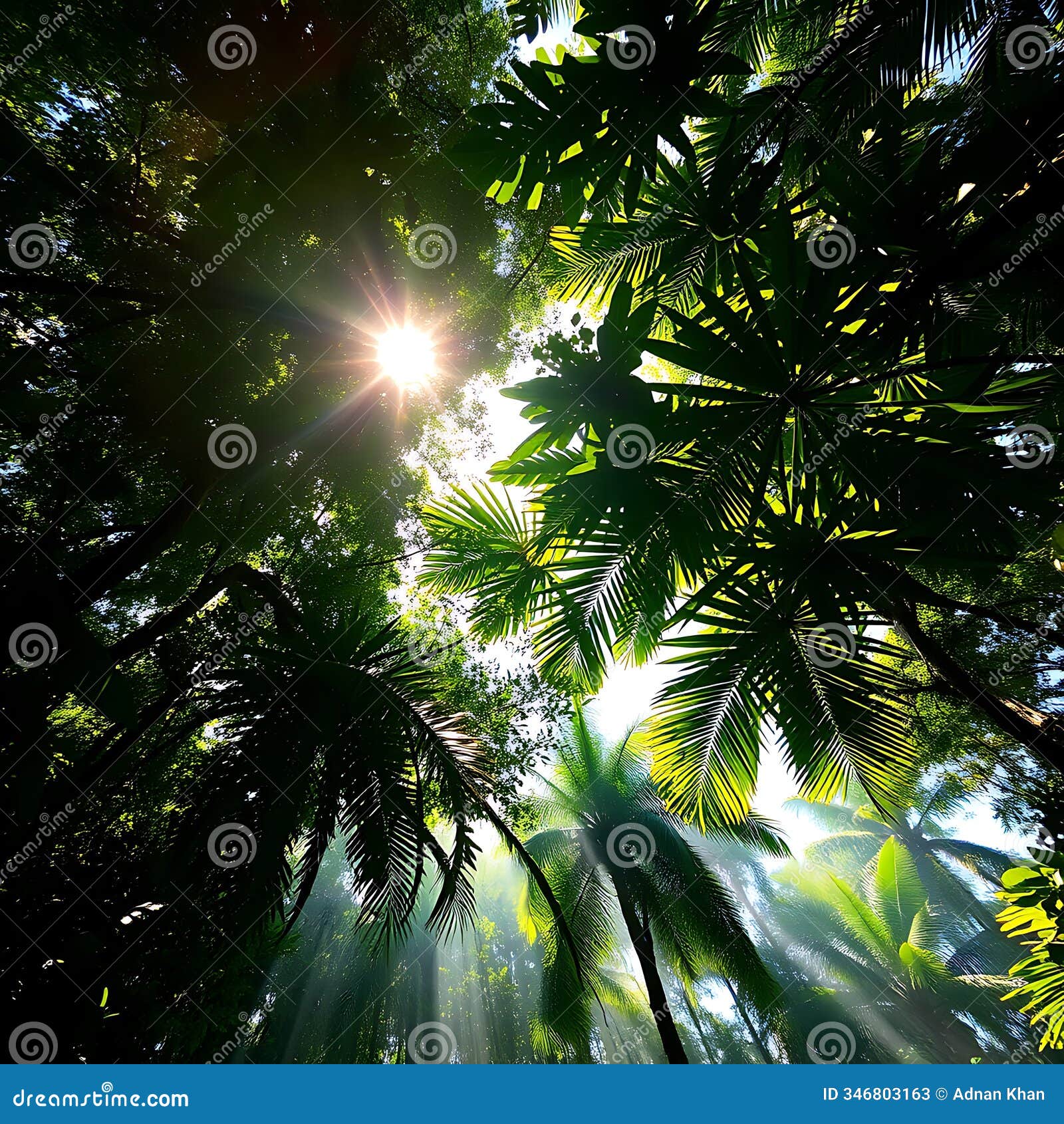 Tropical Rainforest Canopy with Morning Sun Stock Illustration ...