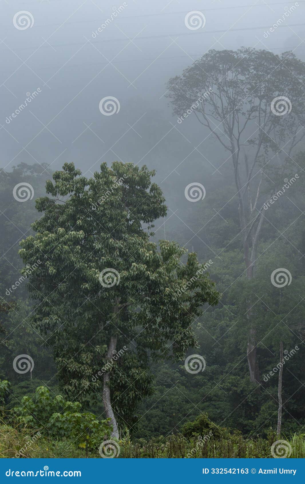 Tropical Rainforest Covered in White Mist Stock Image - Image of park ...