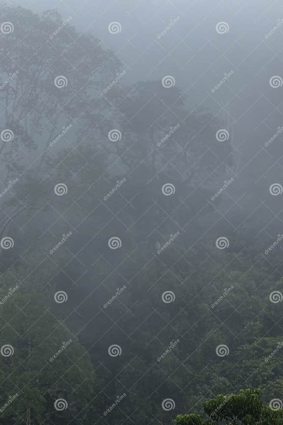 Tropical Rainforest Covered in White Mist Stock Image - Image of ...