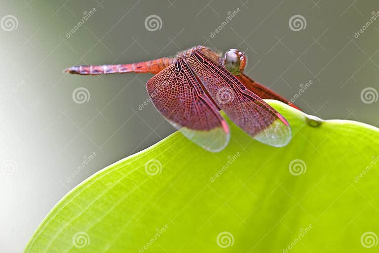 Tropical Rainforest Dragonfly Stock Image - Image of leaf, dragon: 1235273