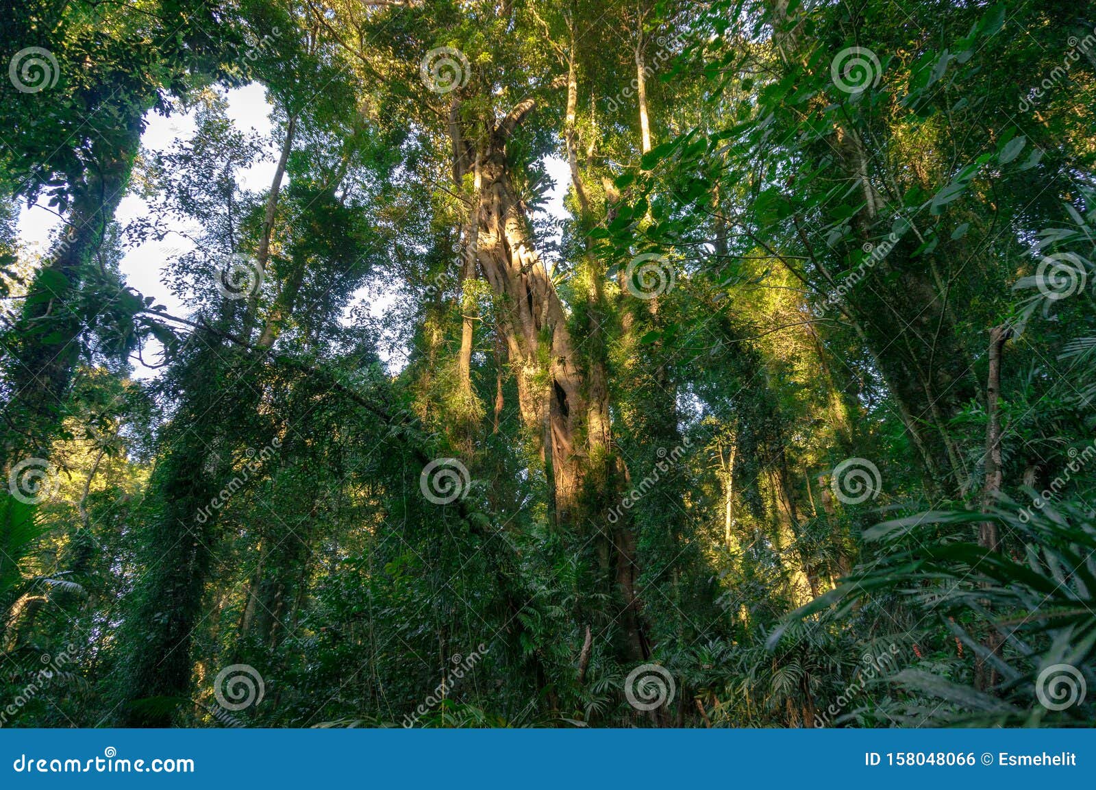 Tropical Rainforest with Evergreen Trees Covered in Moss Stock Photo ...