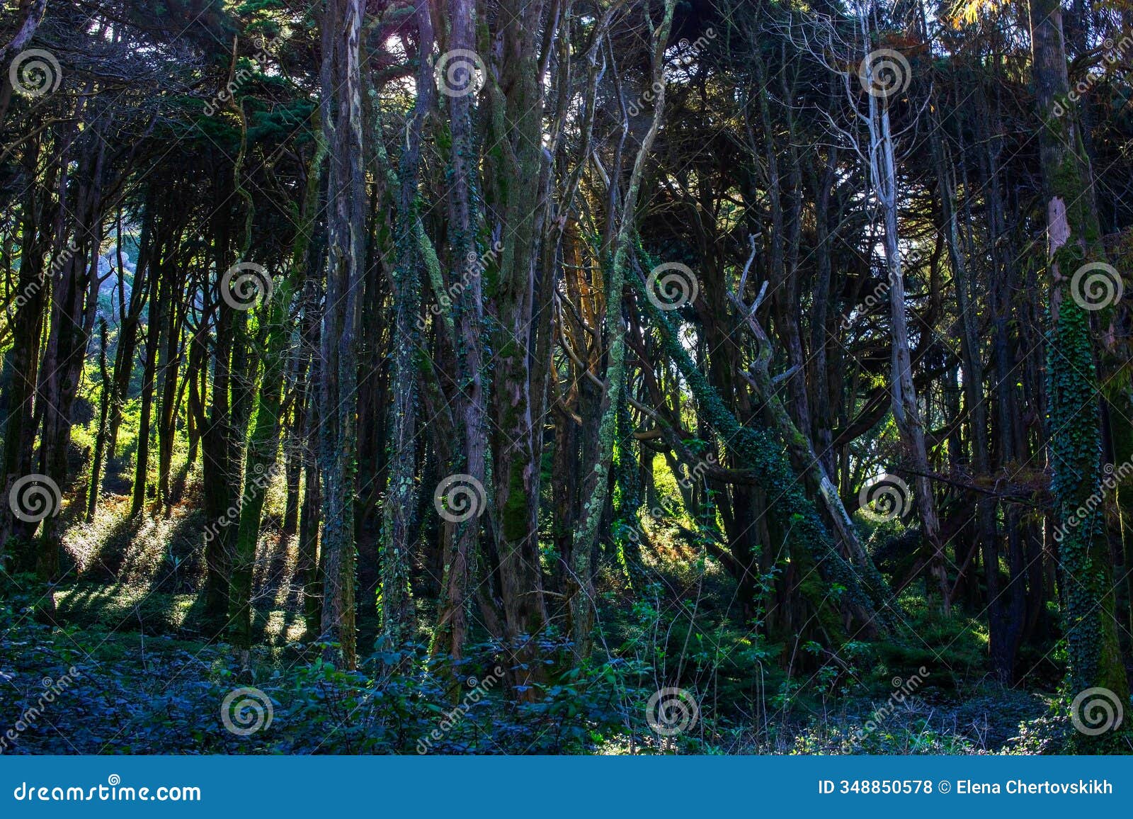 Tropical Rainforest in Hawaii, Big Sur, USA. Stock Photo - Image of ...