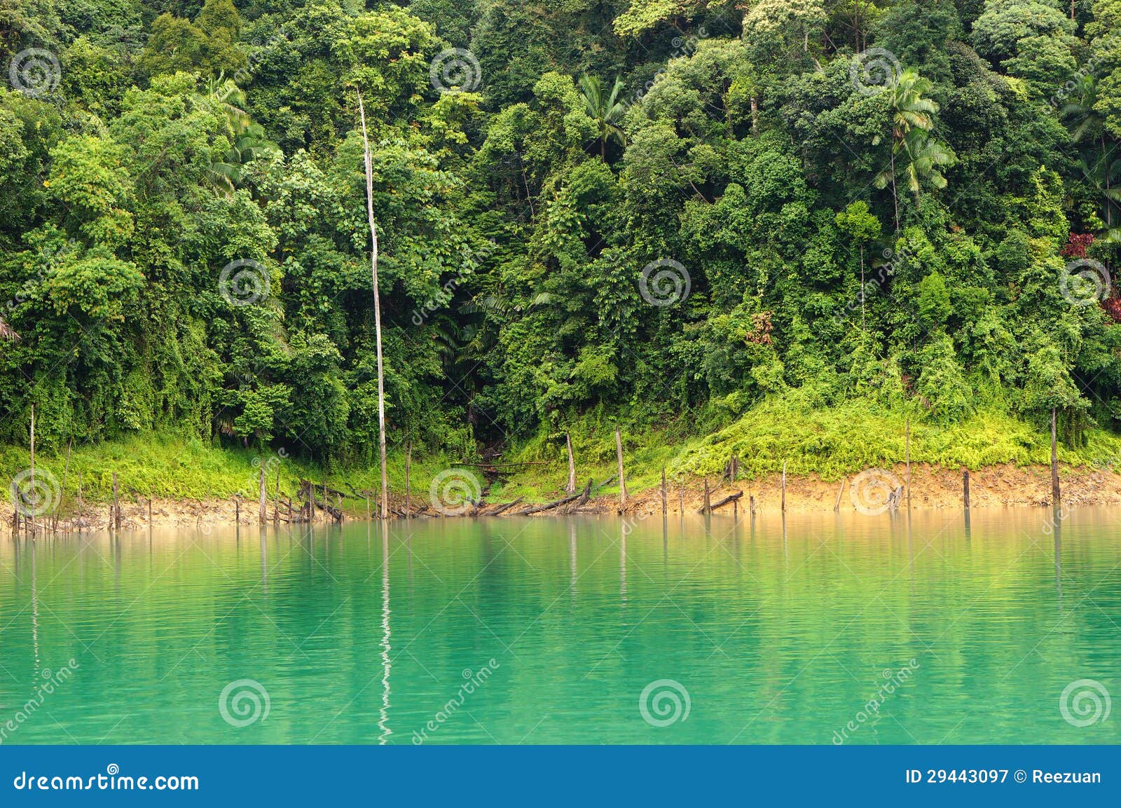 Tropical Rainforest at Kenyir Lake Stock Image - Image of green, lush ...