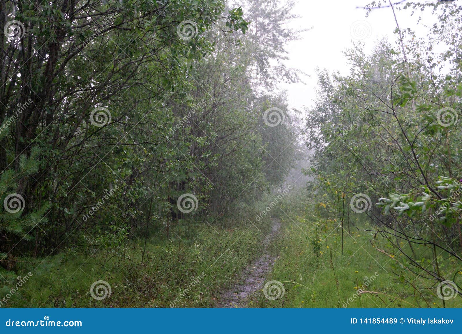 Tropical Rainforest Landscape Deep Branch Beauty Bright Stock Image ...