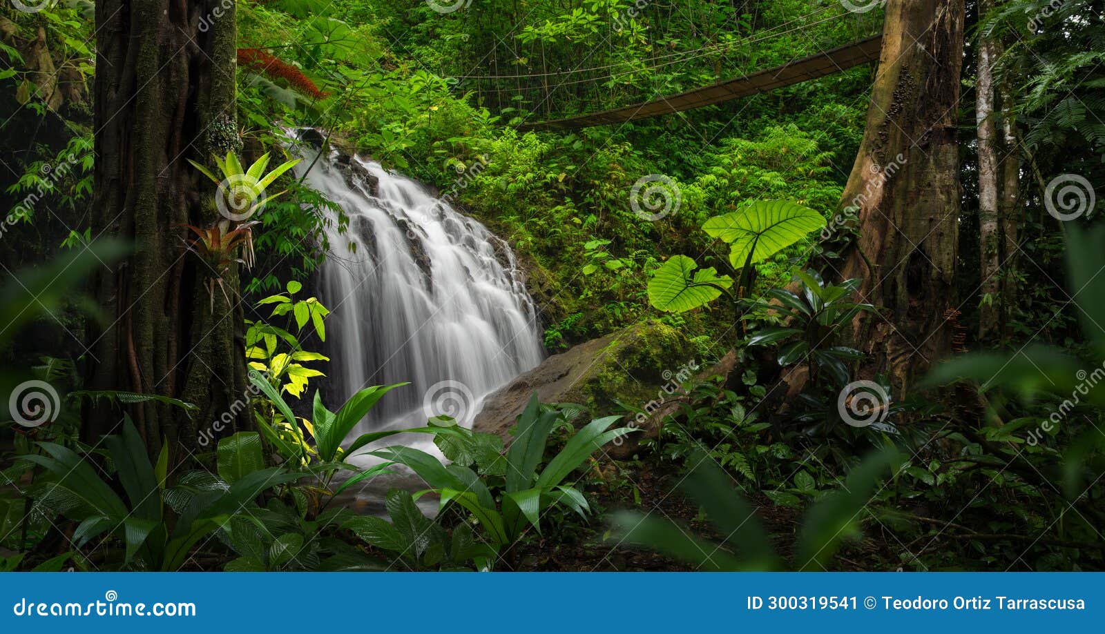 Tropical Rainforest in the Rainy Season Stock Image - Image of outdoor ...