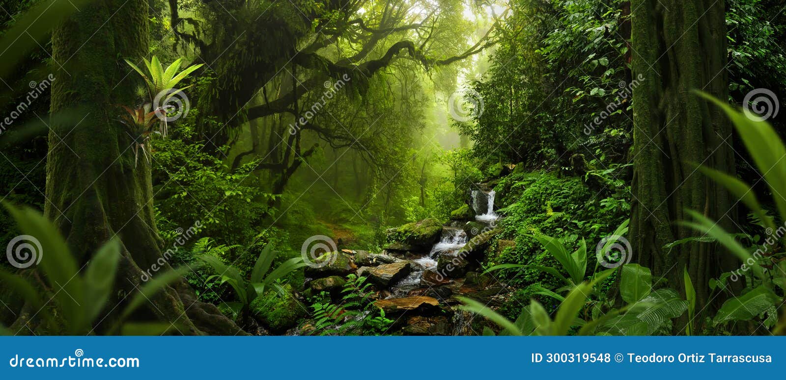 Tropical Rainforest in the Rainy Season Stock Photo - Image of jungle ...