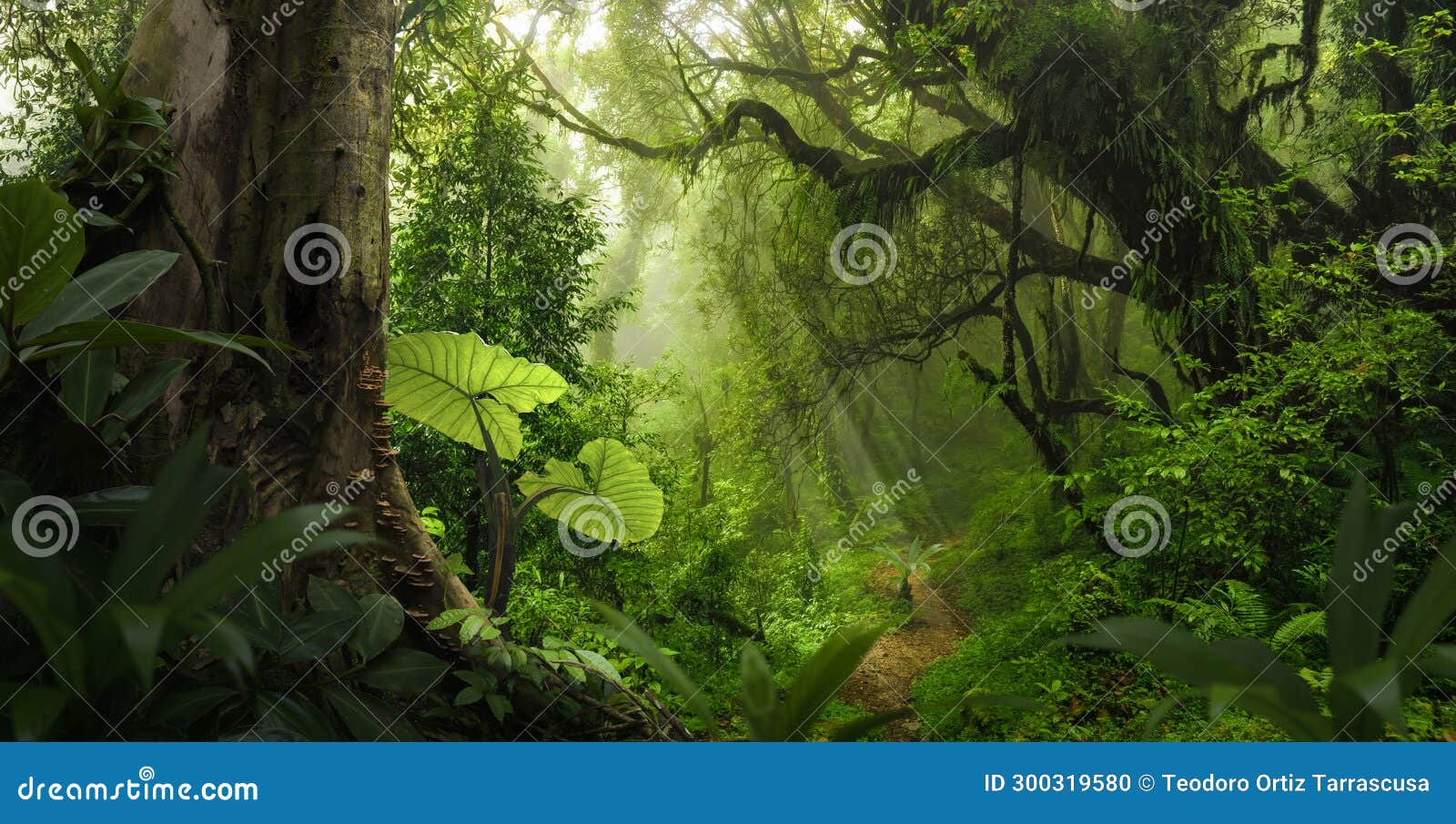 Tropical Rainforest in the Rainy Season Stock Photo - Image of trees ...