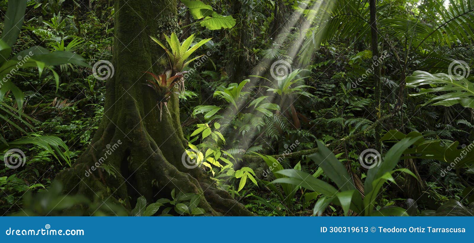 Tropical Rainforest in the Rainy Season Stock Image - Image of ...