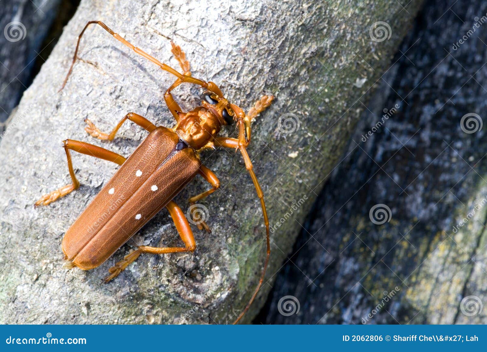 Tropical Rainforest Longhorn Beetle Stock Photo - Image of anthropoda ...