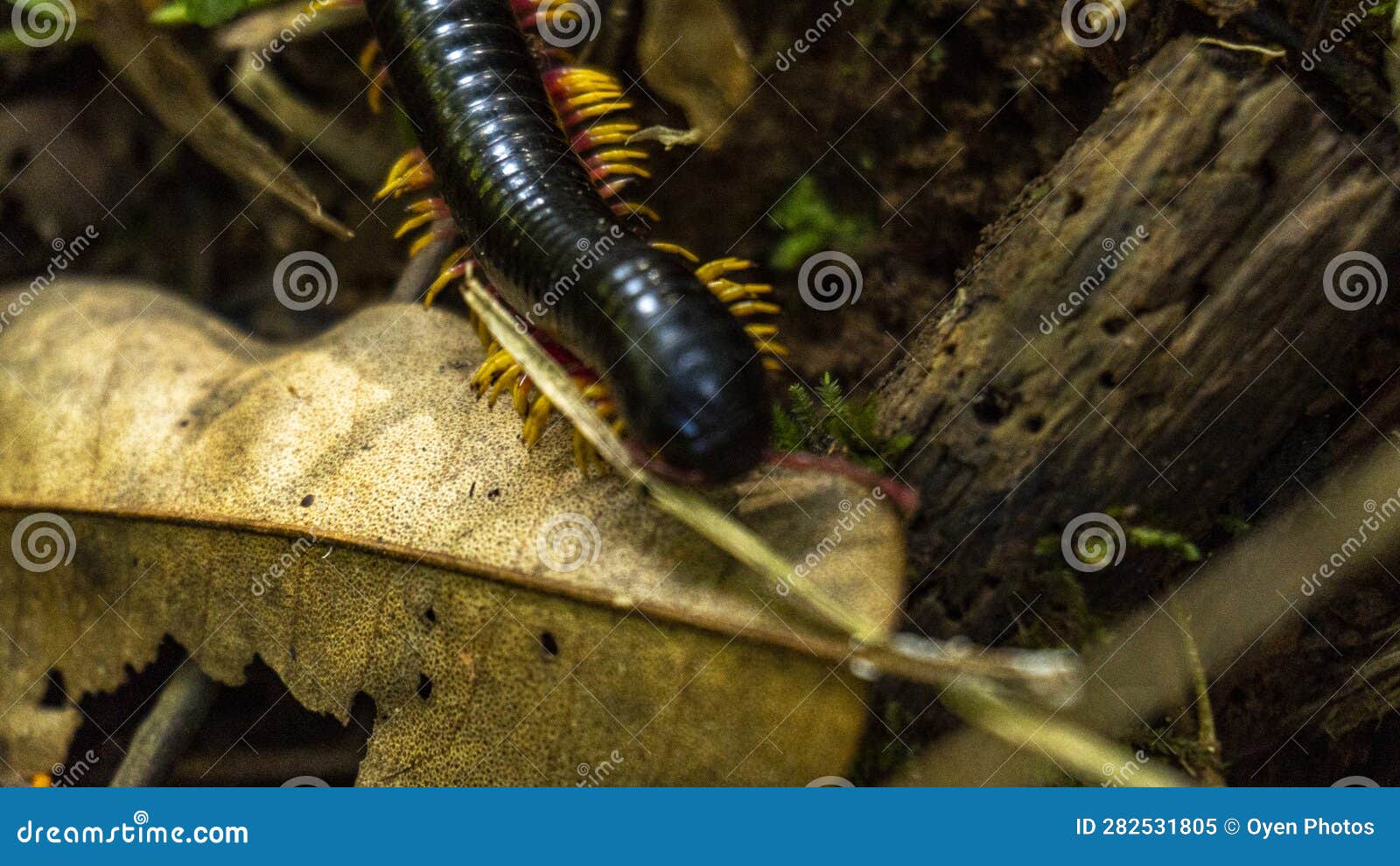 Tropical Rainforest Millipedes Stock Image - Image of leaf, insect ...