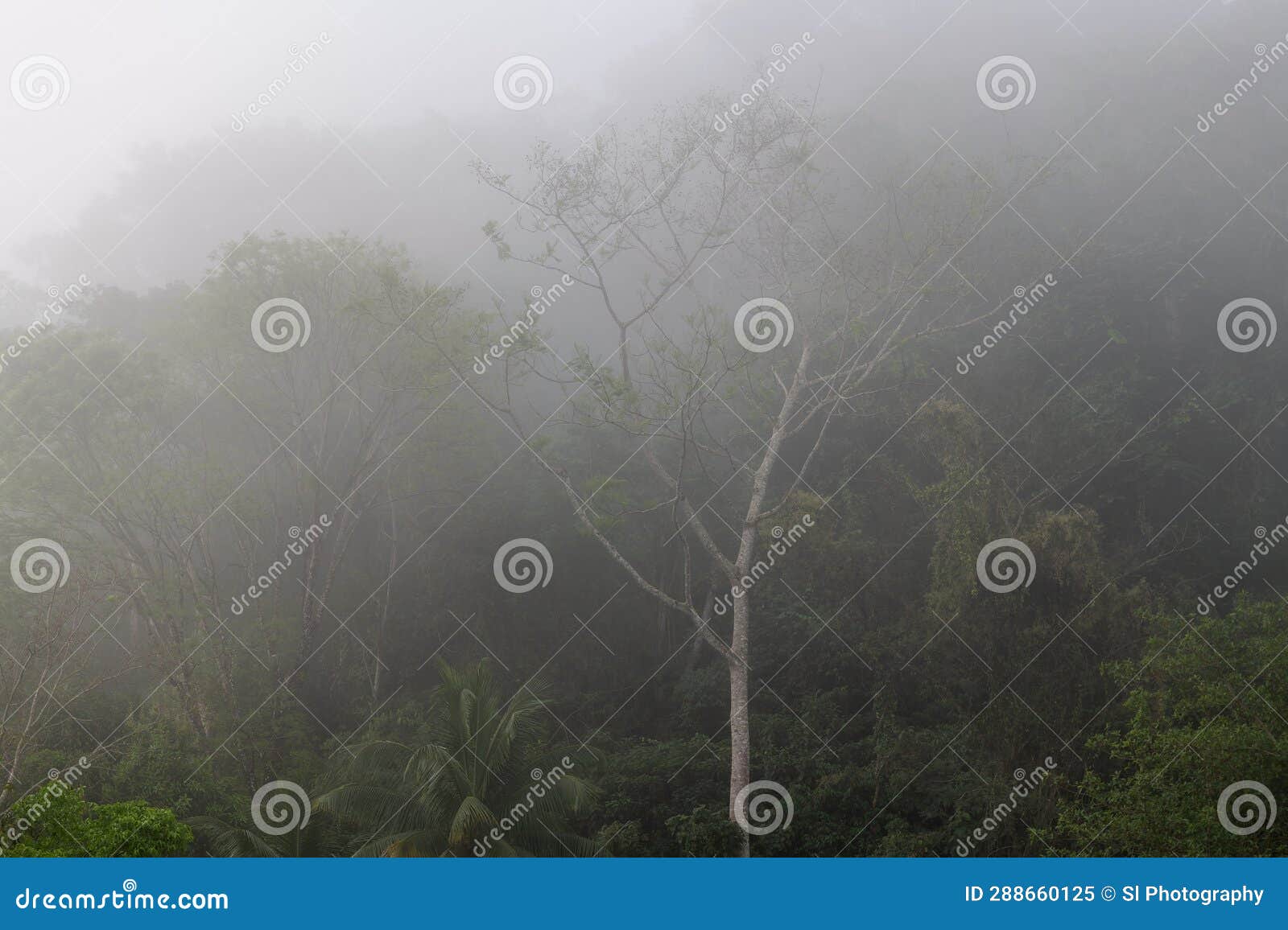 Tropical Rainforest Mist, Chiapas, Mexico Stock Image - Image of space ...
