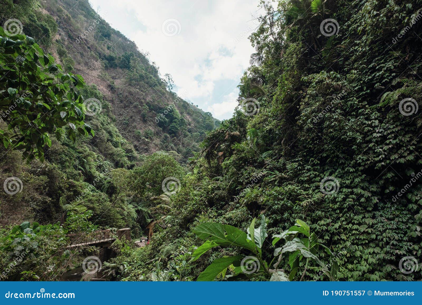 Tropical Rainforest in National Park at Indonesia Stock Image - Image ...