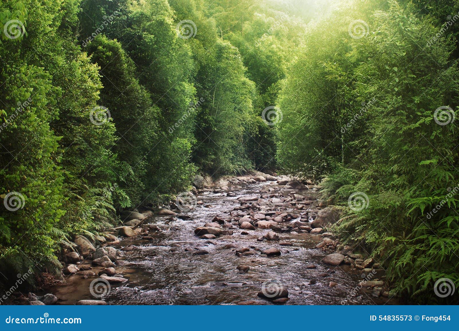 Tropical Rainforest River in Morning Stock Image - Image of clean ...