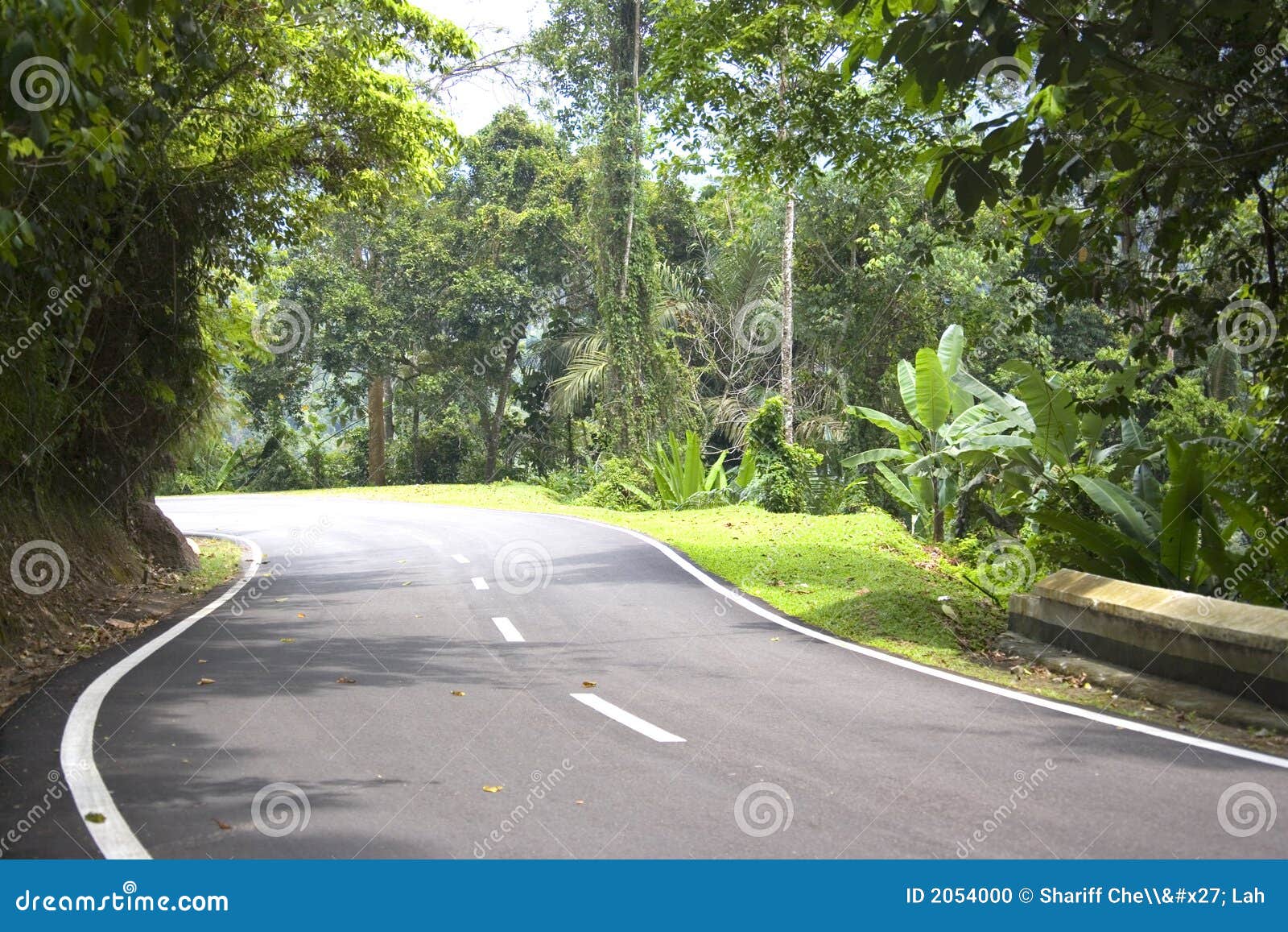 Tropical Rainforest Road stock photo. Image of lush, road - 2054000