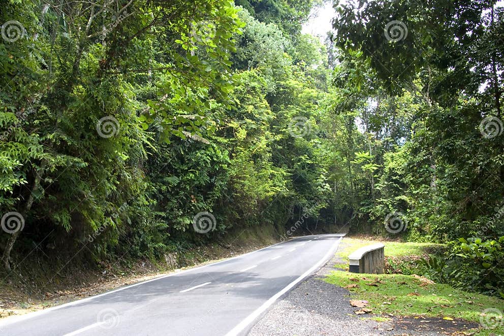 Tropical Rainforest Road stock image. Image of rainforest - 2054025