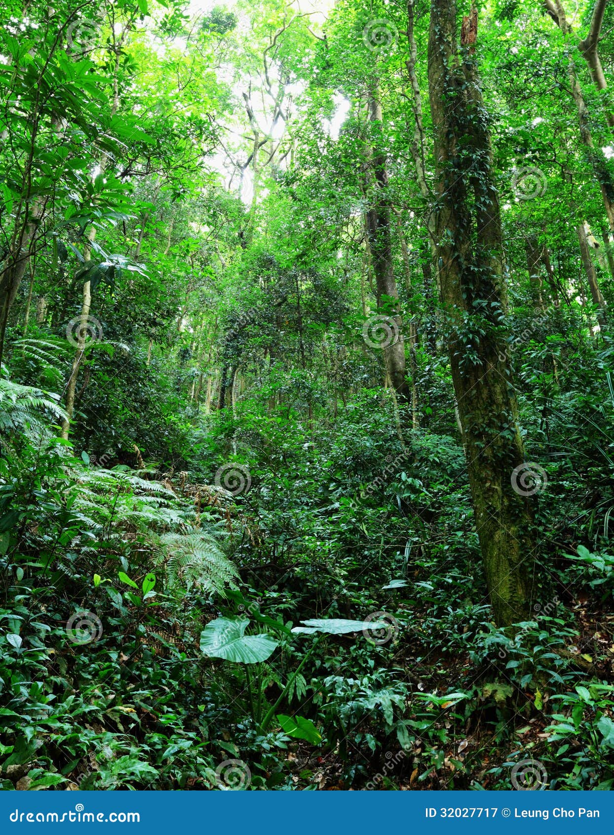 Tropical rainforest stock image. Image of green, paradise - 32027717