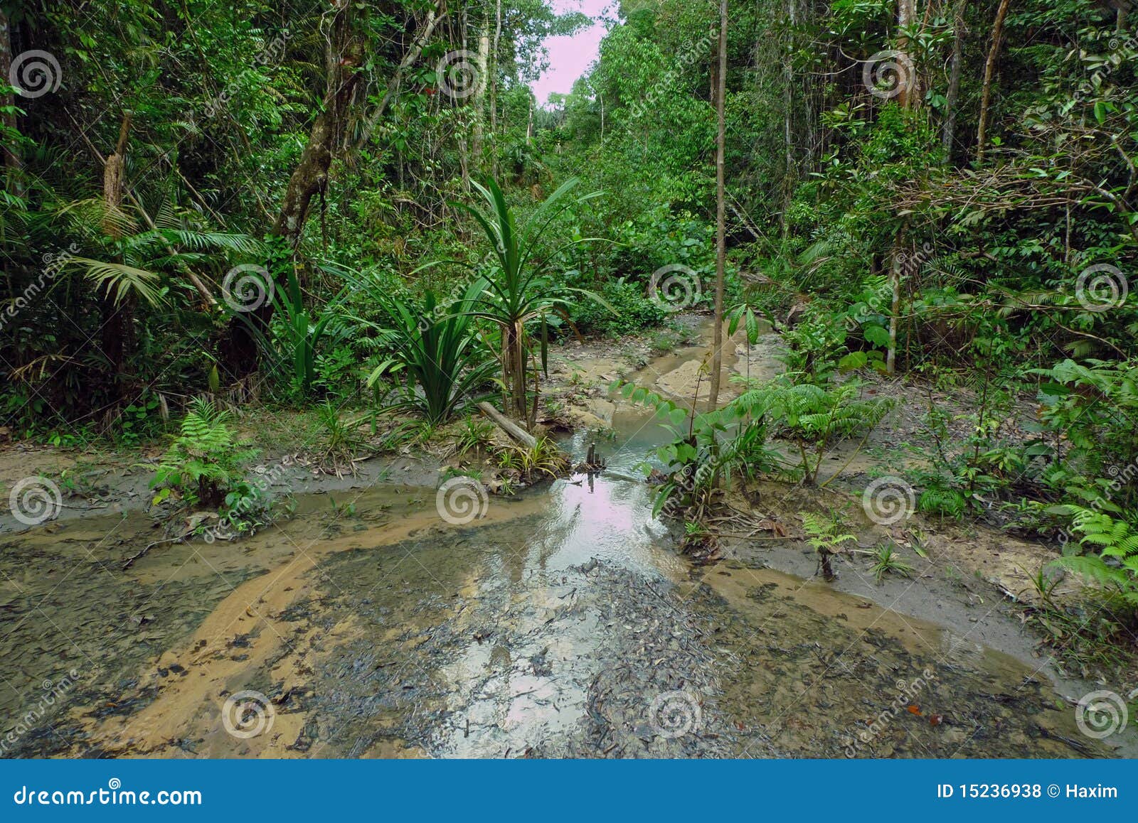 Tropical Rainforest Stream stock photo. Image of relaxation - 15236938