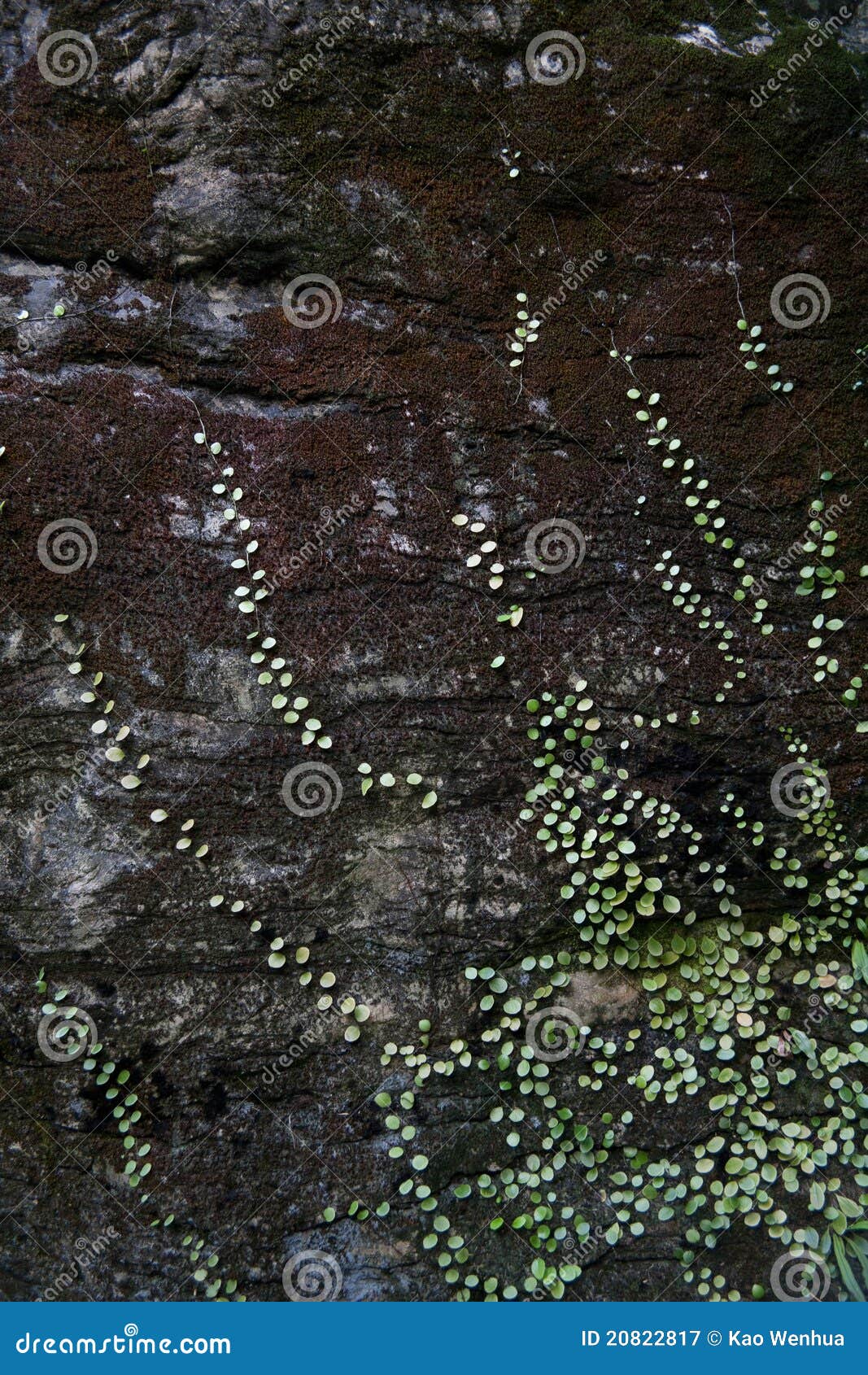 Tropical Rainforest Wild Rock Stock Image - Image of bright ...