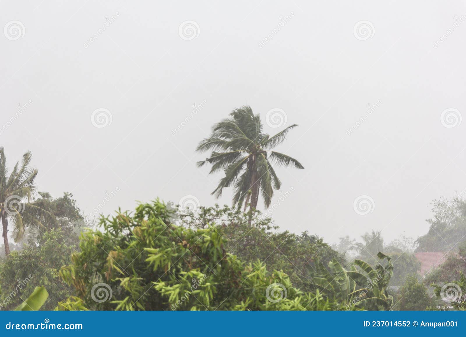 Tropical Rainstorm with a Lot Rain Stock Photo - Image of climate ...