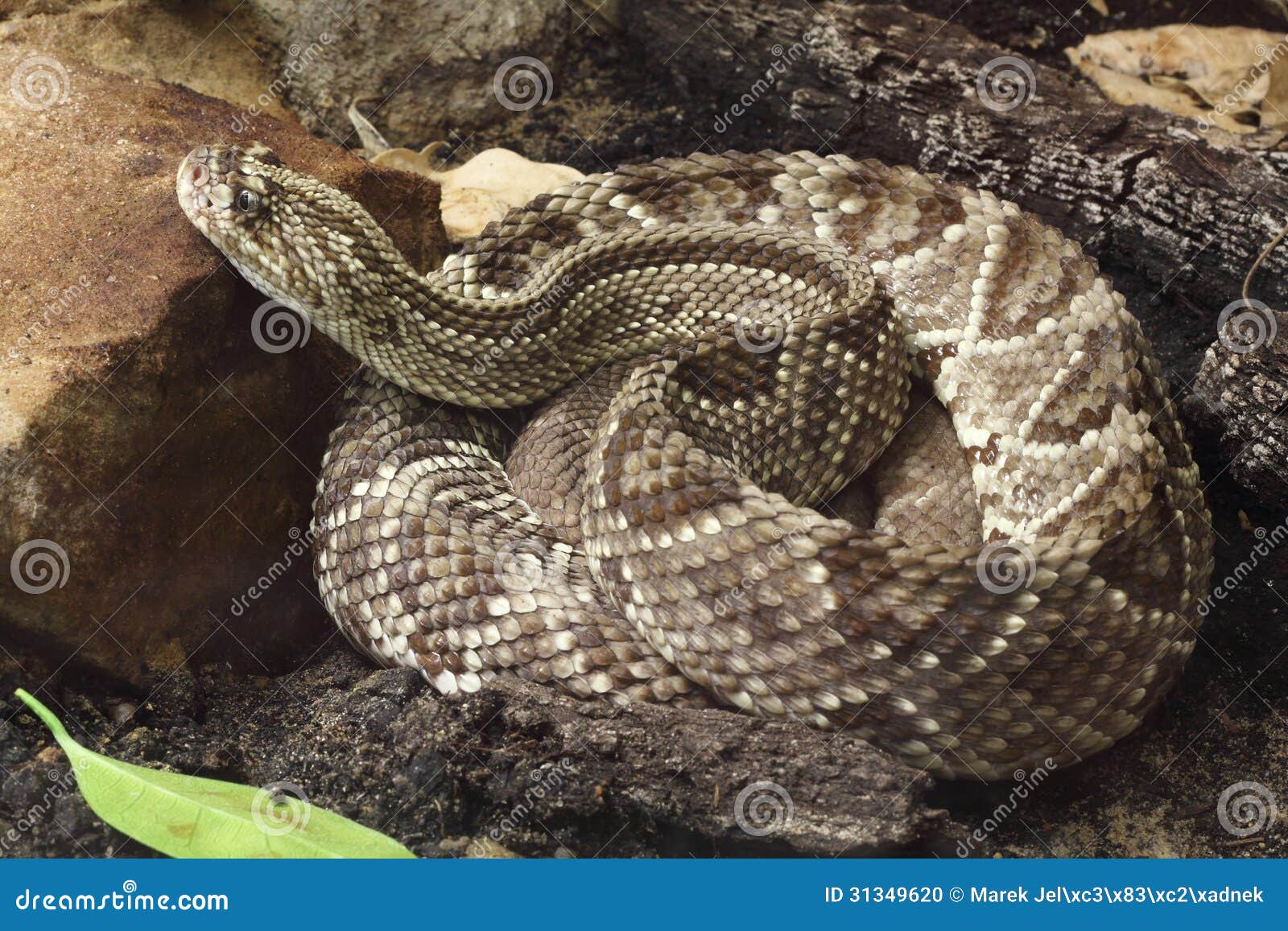 Tropical rattlesnake stock photo. Image of tropical, south - 31349620