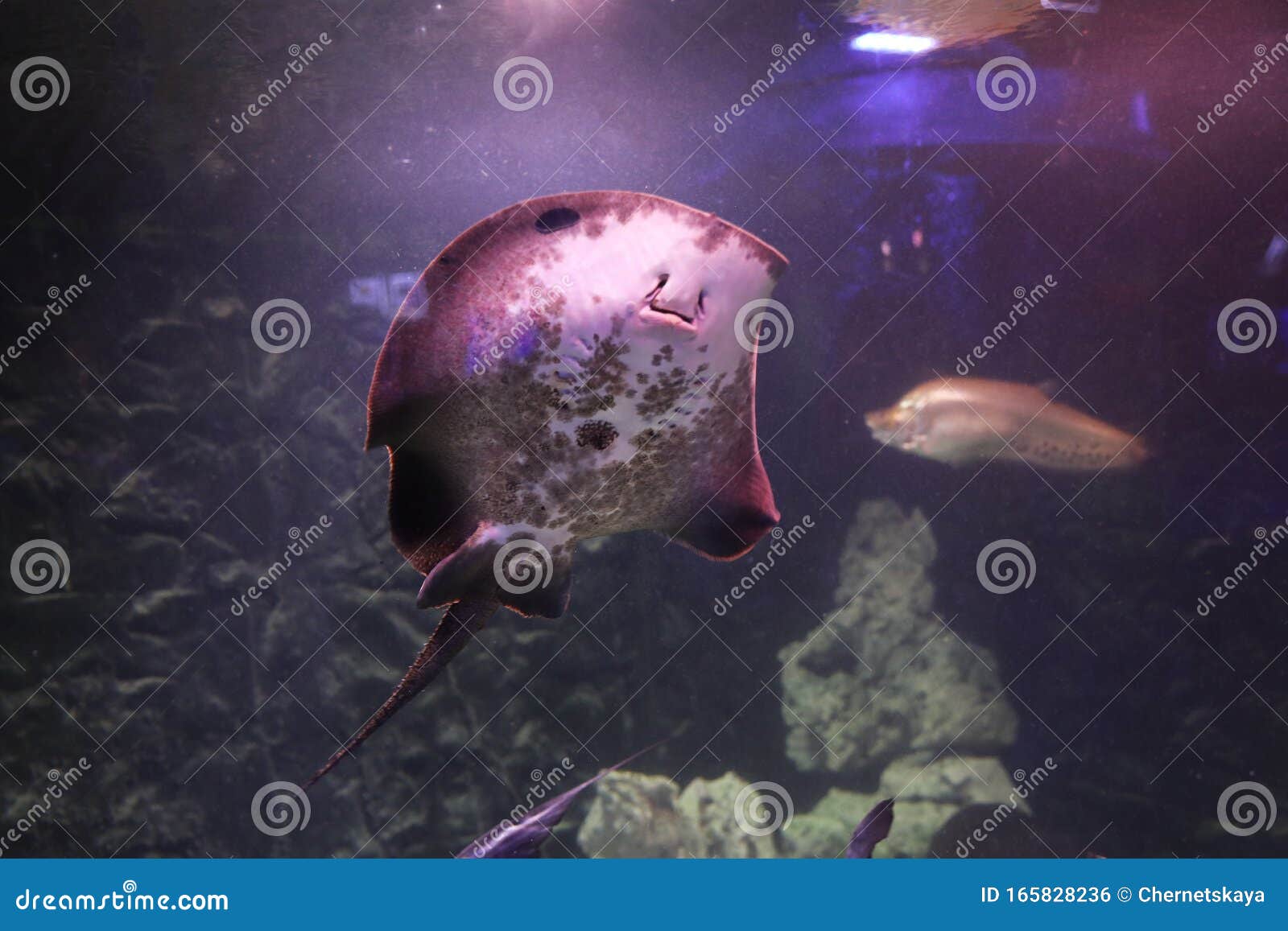 Tropical Ray Fish Swimming in Aquarium Stock Photo - Image of glass ...