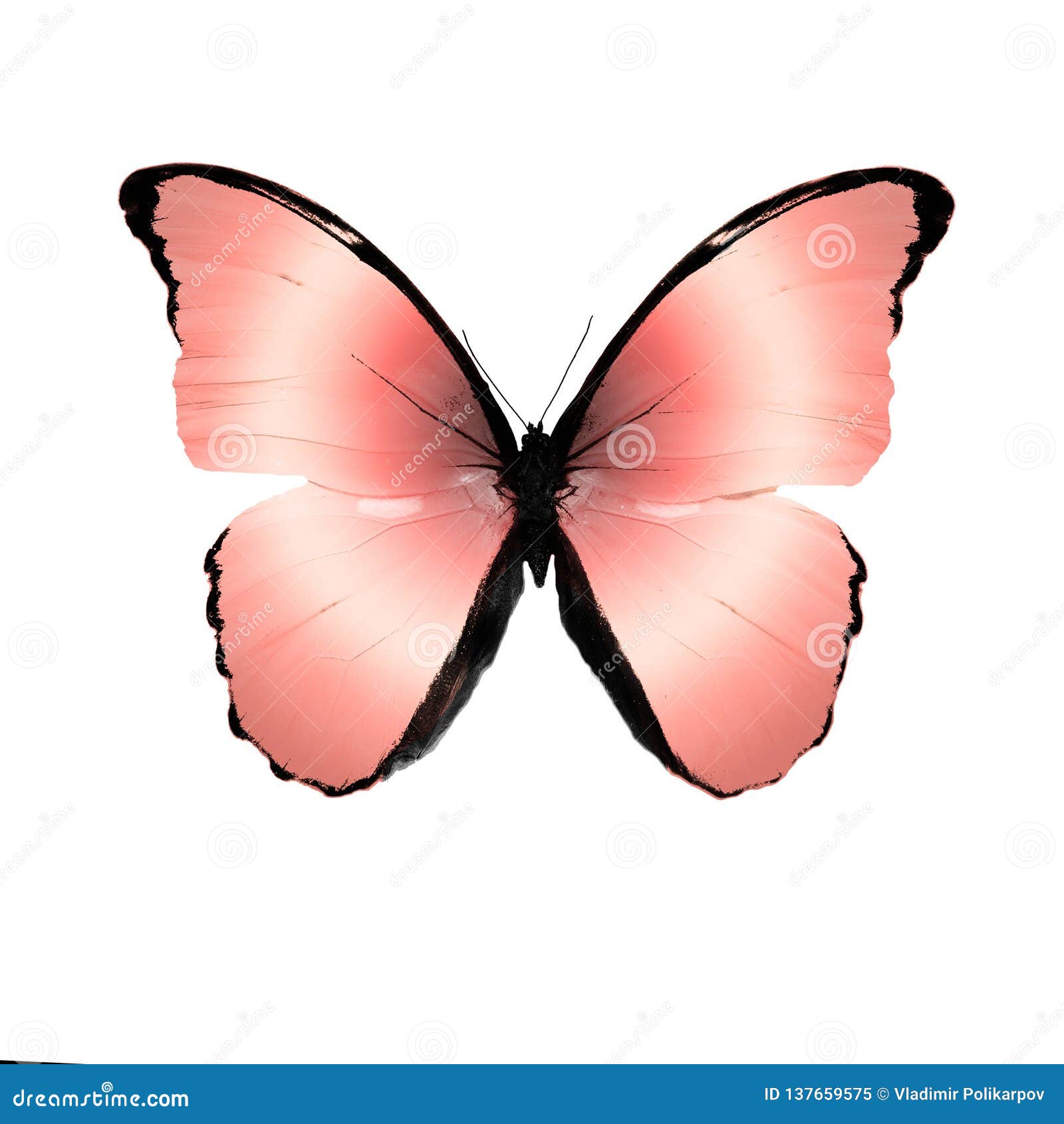 Tropical Red Butterfly. Isolated on White Background Stock Image ...