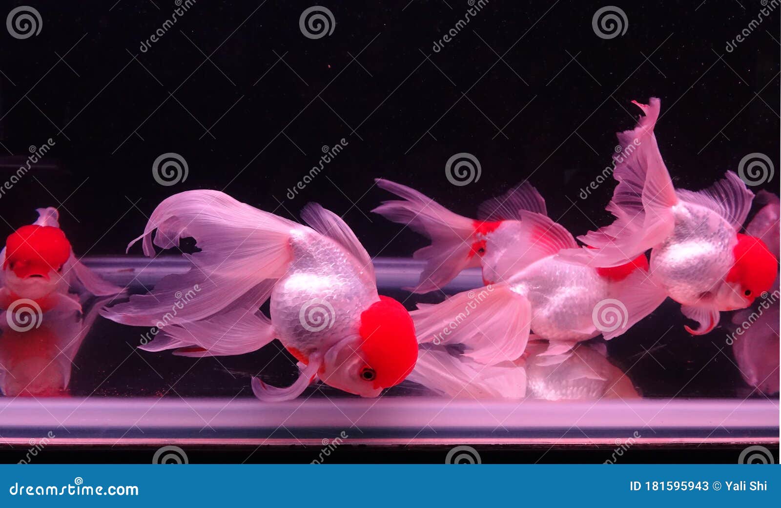 Red Cap Oranda Goldfish, Pet, Animals, Fish Royalty-Free Stock Photo ...
