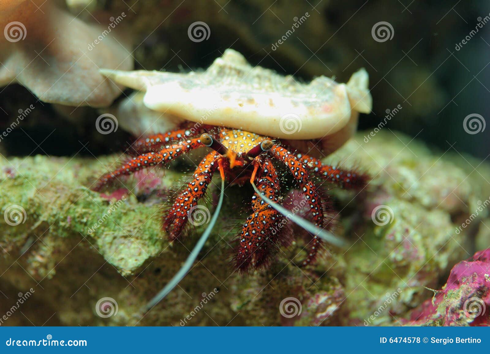 Tropical red crab stock photo. Image of marine, living - 6474578