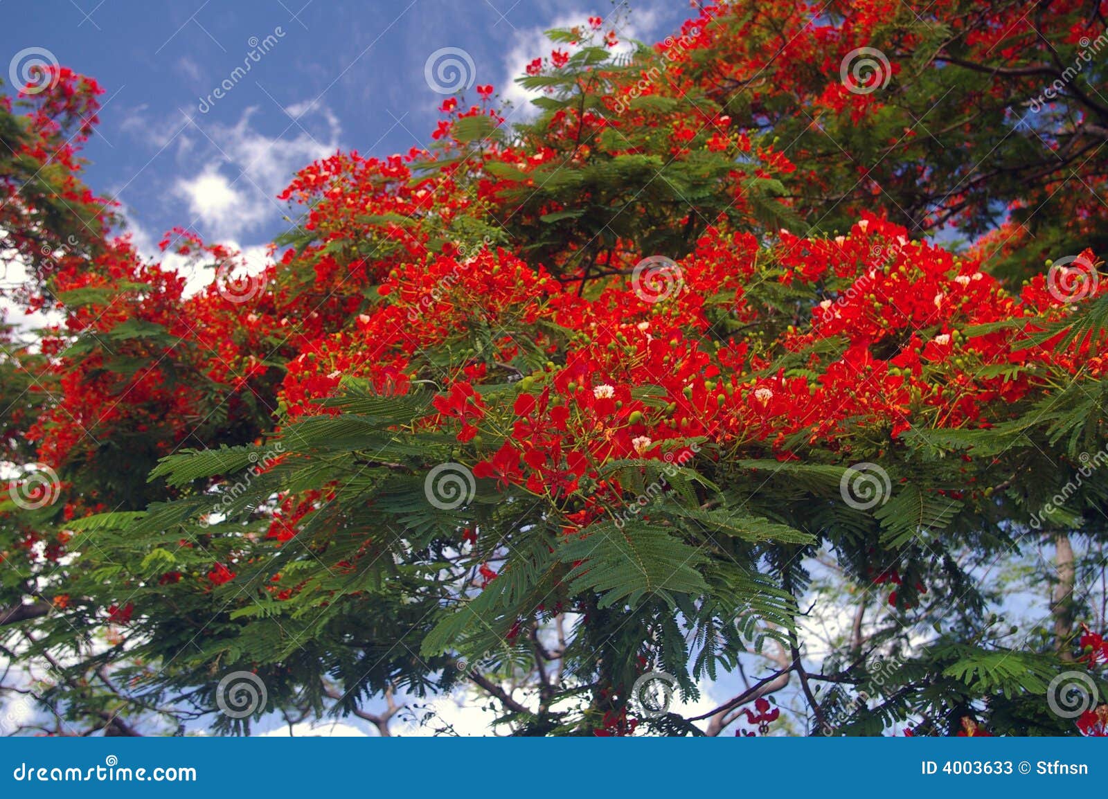 Flame Tree Gulmohar; Delonix Regia Petals Spread All Over Backyard Of ...