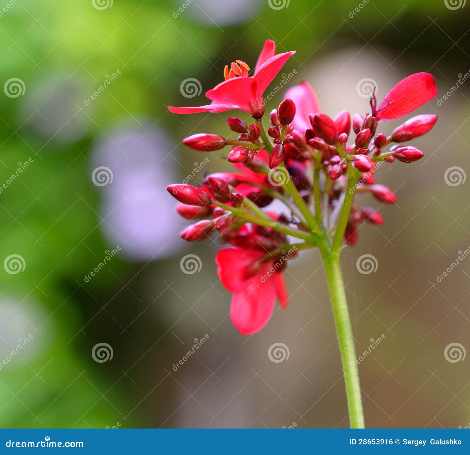 Tropical red flower stock photo. Image of plants, bright - 28653916