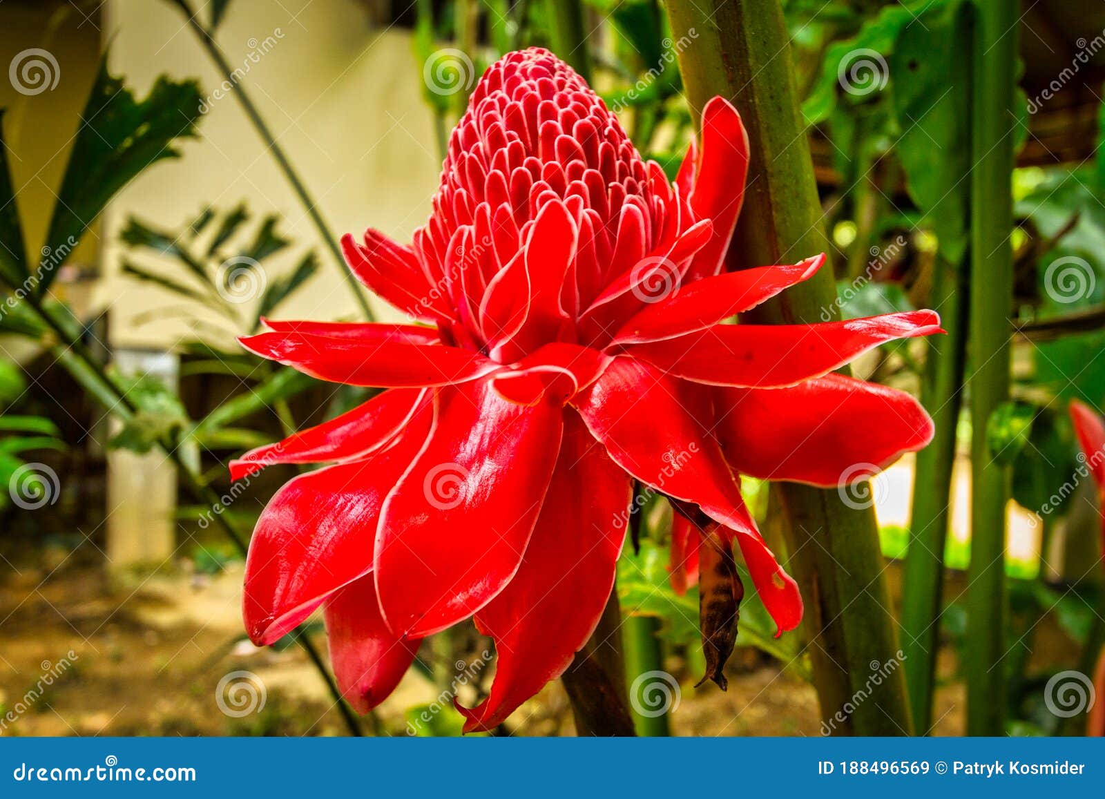 Tropical Red Flower on the Bush in Thailand Stock Image - Image of ...
