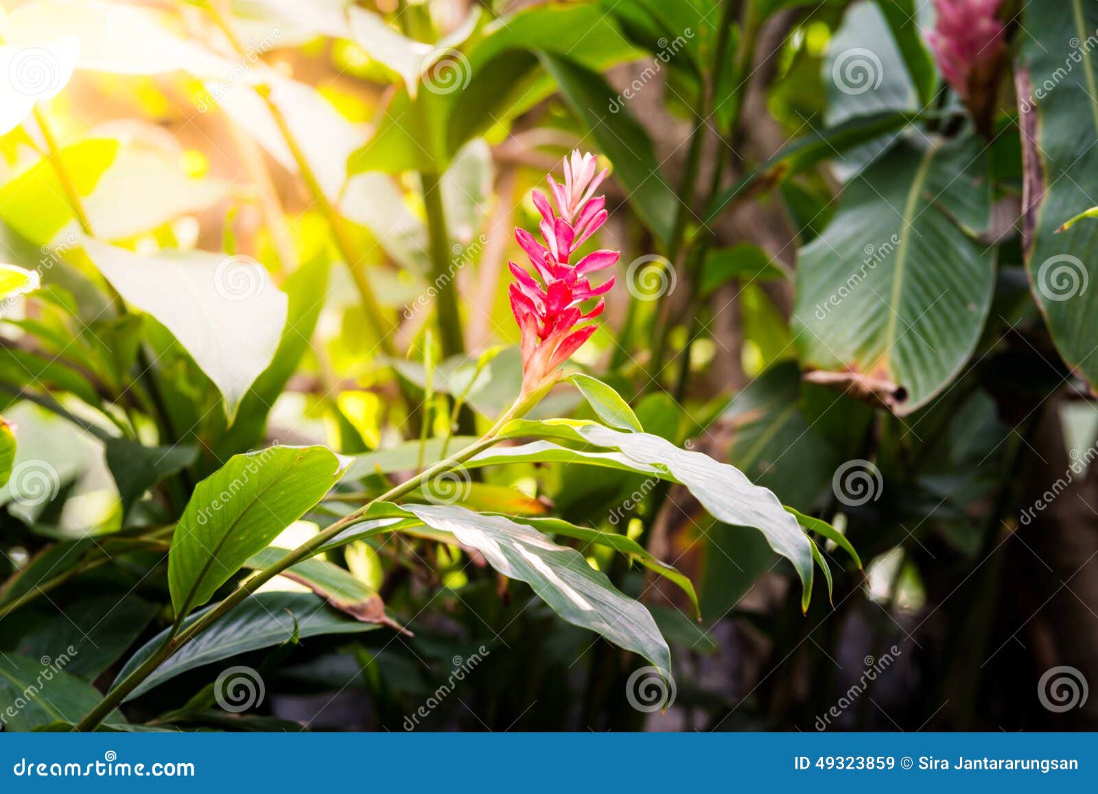 Tropical red ginger flower stock image. Image of daylight - 49323859