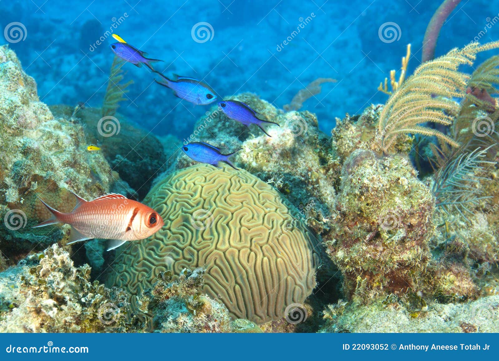 Tropical Reef stock photo. Image of island, tropical - 22093052