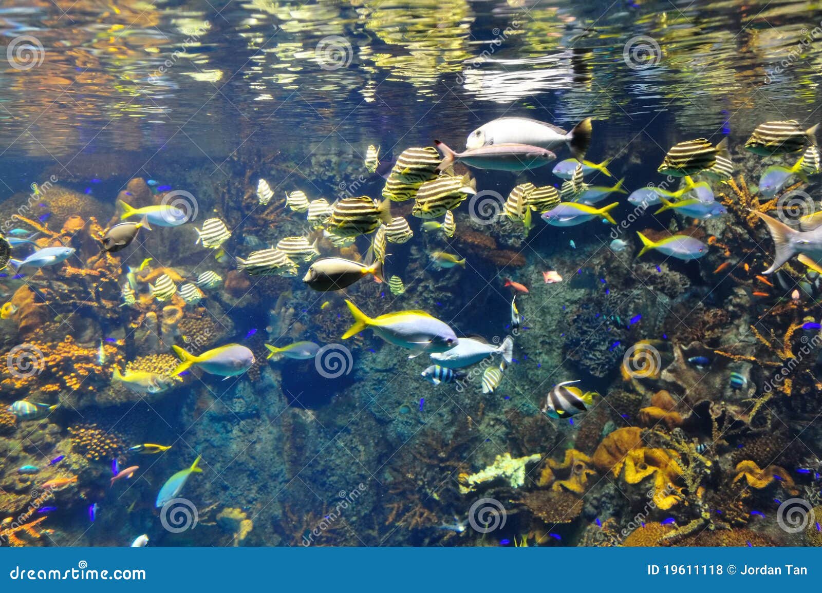 Tropical reef fish stock photo. Image of aquarium, school - 19611118