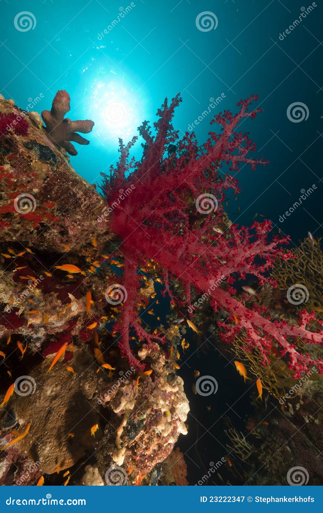 Tropical Reef and Fish in the Red Sea. Stock Image - Image of marine ...