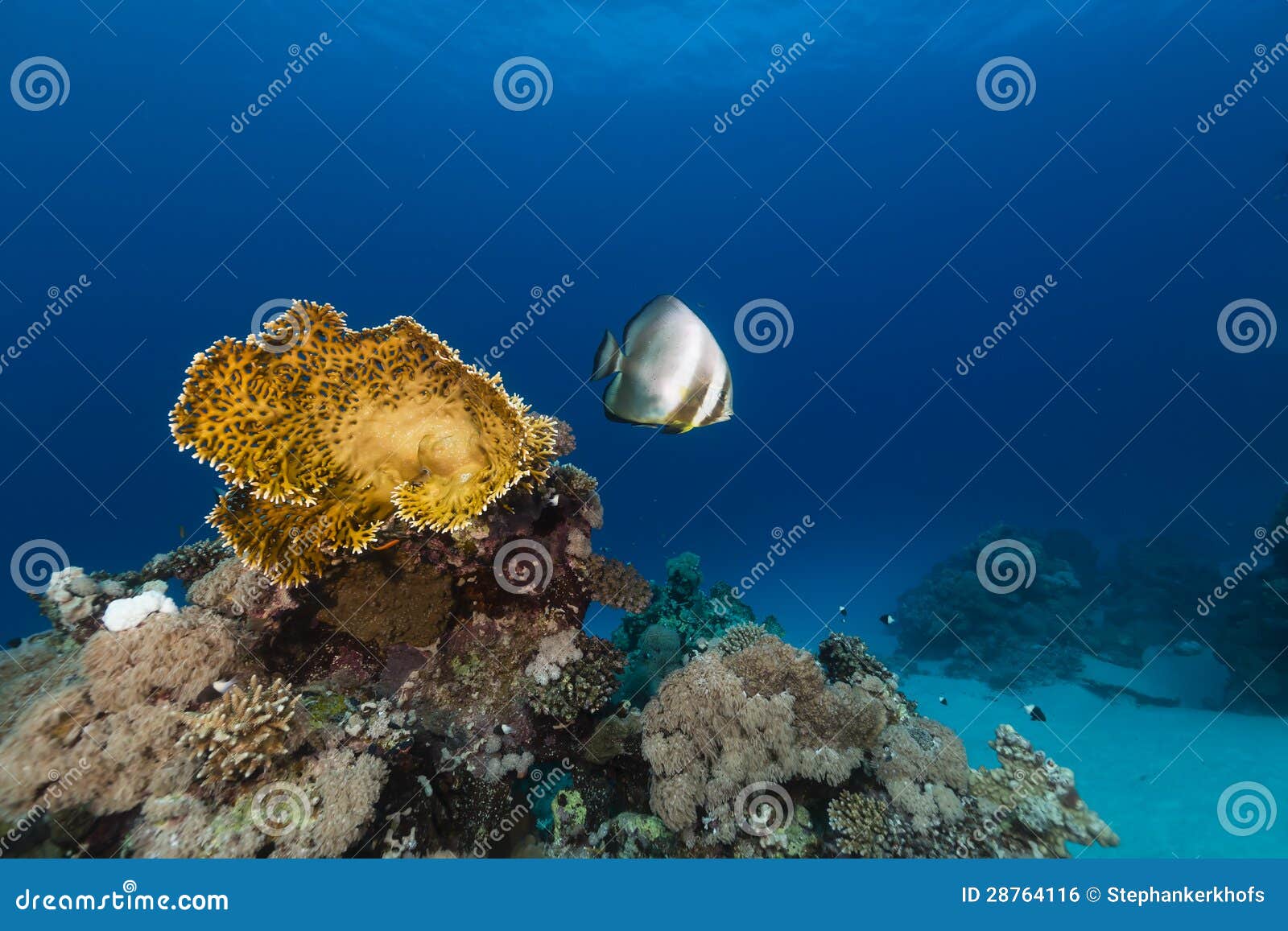 Tropical Reef and Fish in the Red Sea. Stock Photo - Image of beneath ...