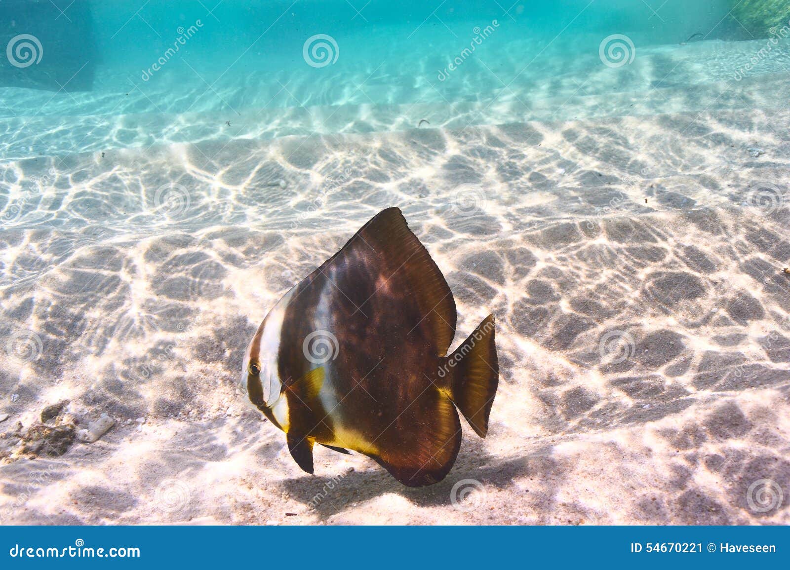 Tropical reef fish stock image. Image of travel, seychelles - 54670221