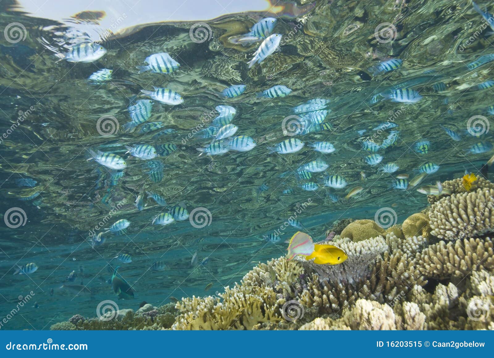 A Tropical Reef Scene with Fish Reflections. Stock Image - Image of ...