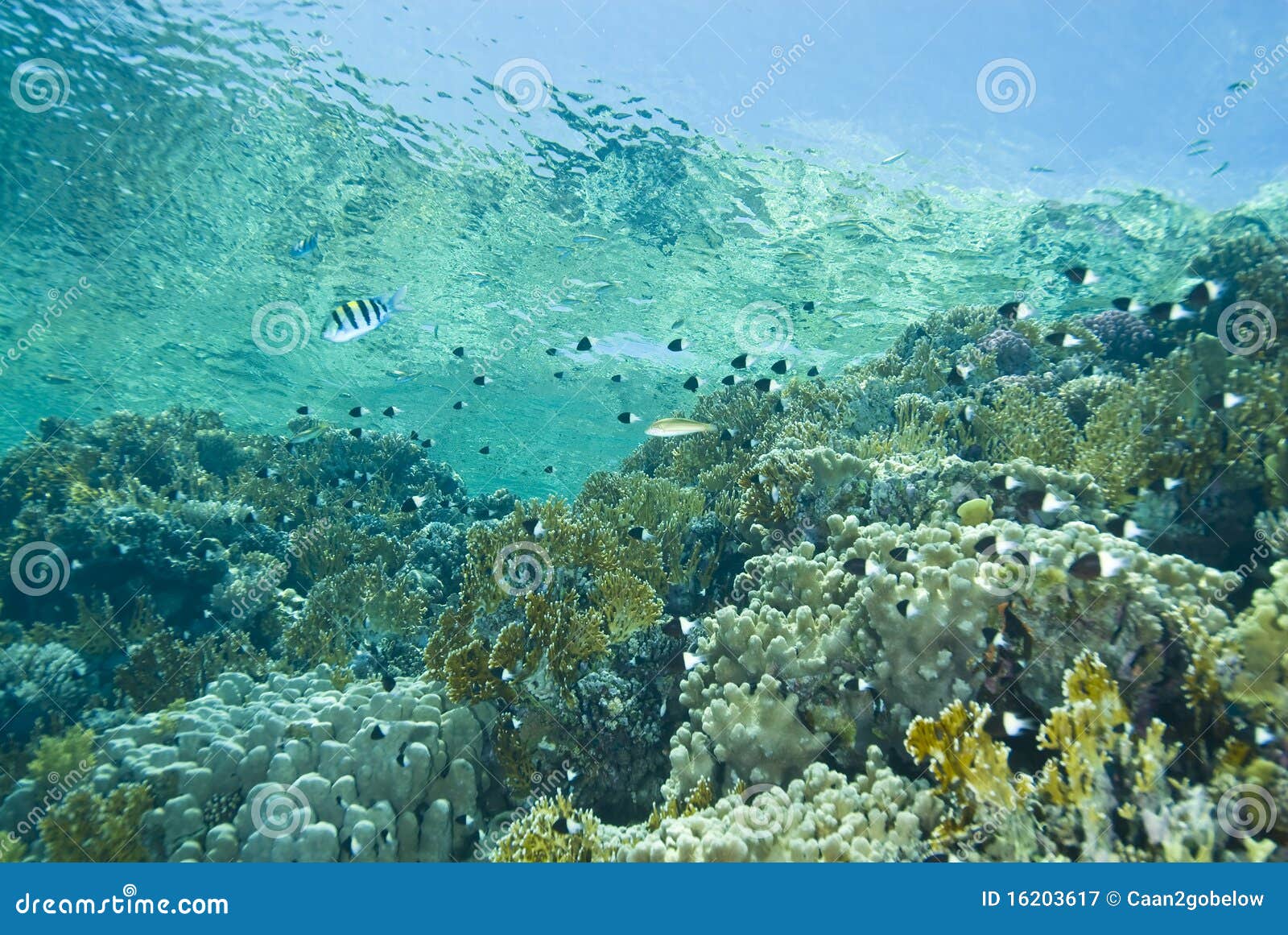 A Tropical Reef Scene in Shallow Water. Stock Image - Image of scenic ...