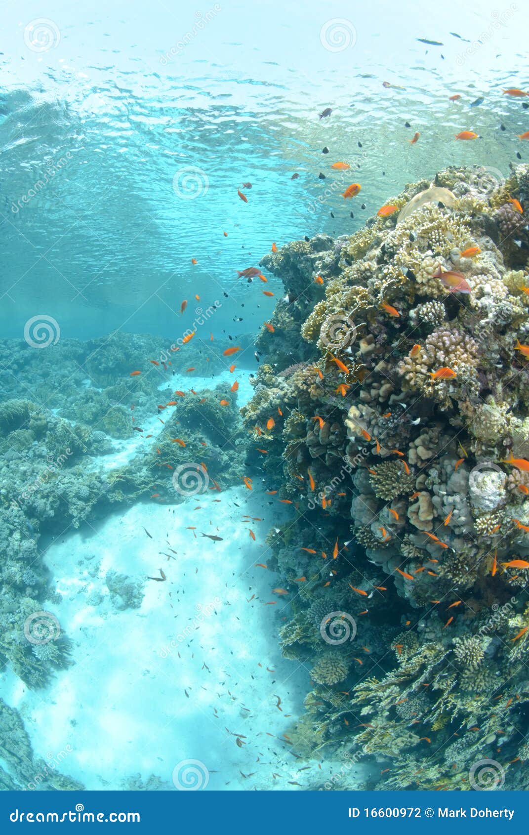 Tropical Reef in Shallow Clear Water Stock Photo - Image of nature ...