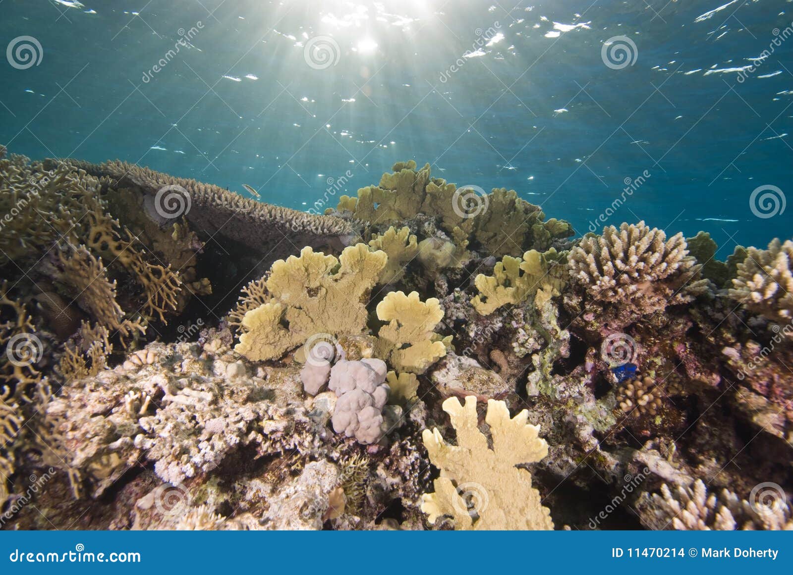 Tropical Reefscape in Shallow Water. Stock Photo - Image of coral, reef ...