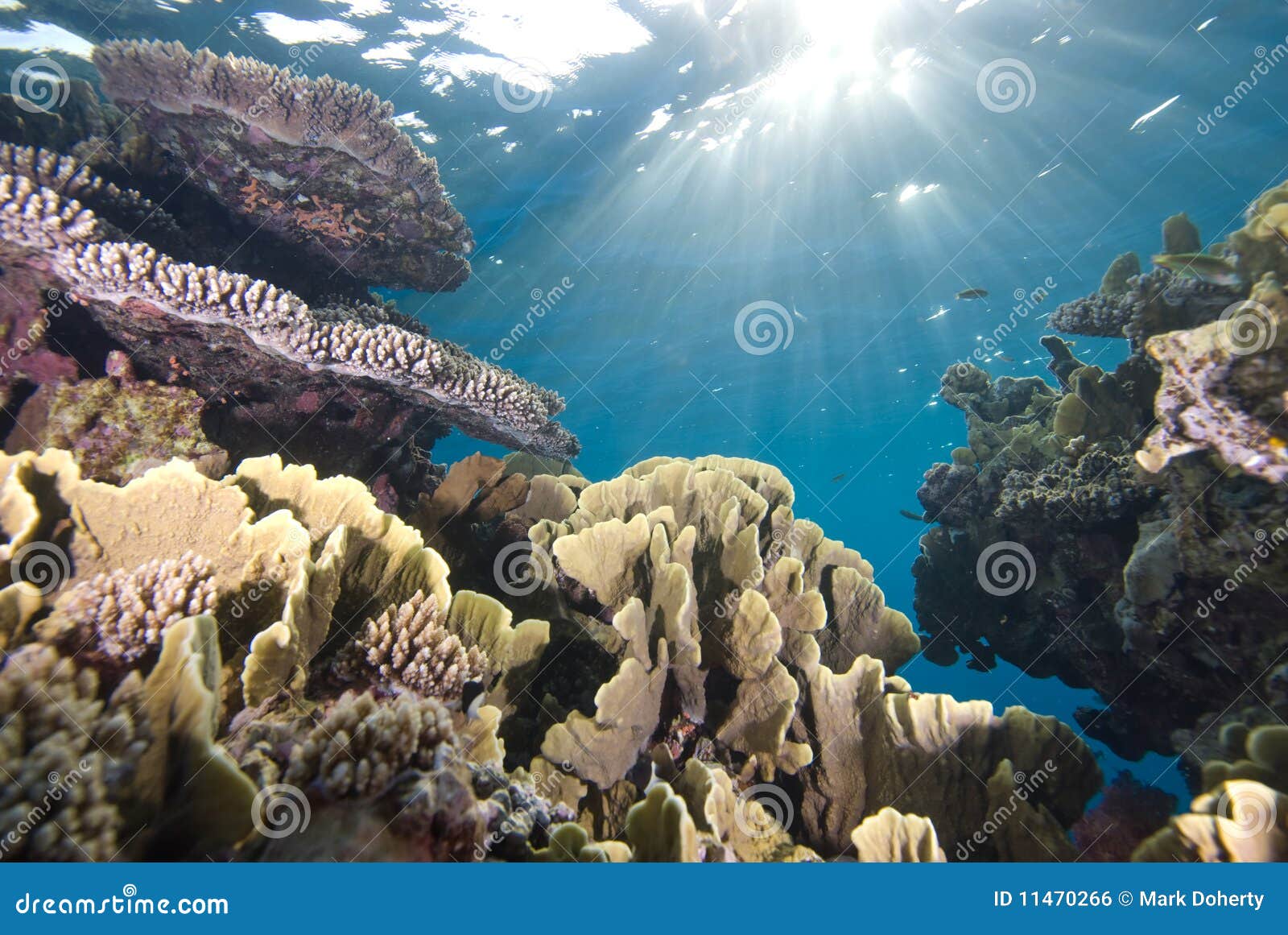 Tropical Reefscape in Shallow Water. Stock Photo - Image of colour ...