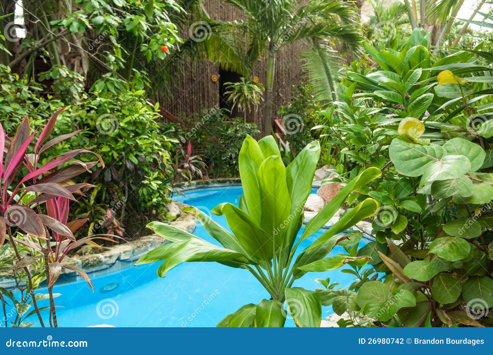 Tropical Resort stock photo. Image of plants, garden - 26980742