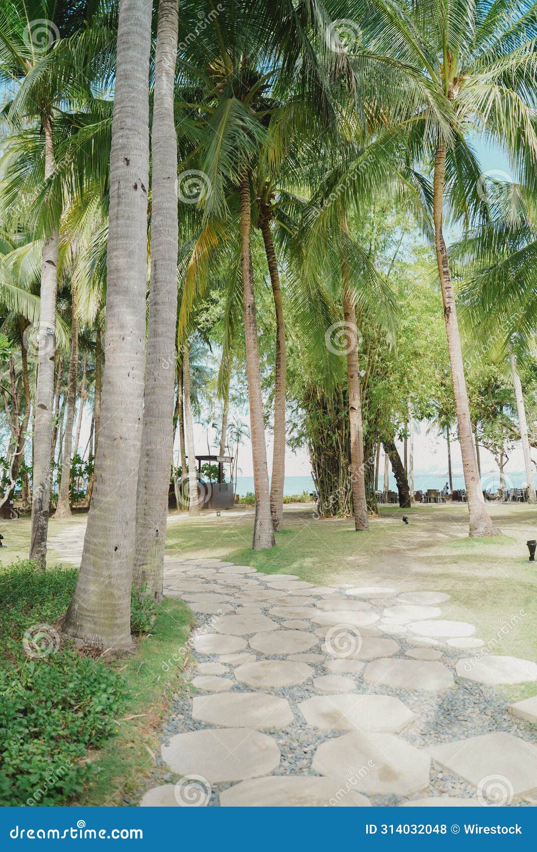 Tropical Resort Path Winding through Lush Palm Trees Stock Photo ...