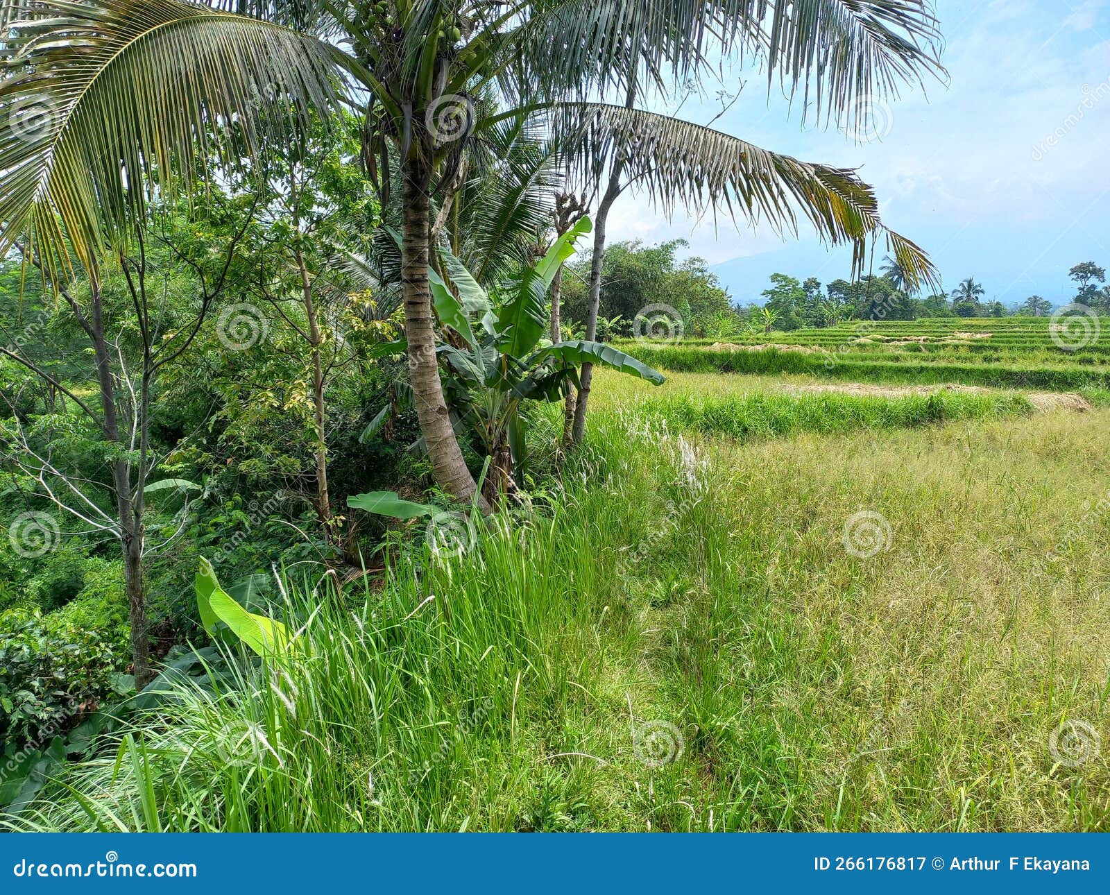 Tropical Rice Field stock image. Image of jungle, grass - 266176817
