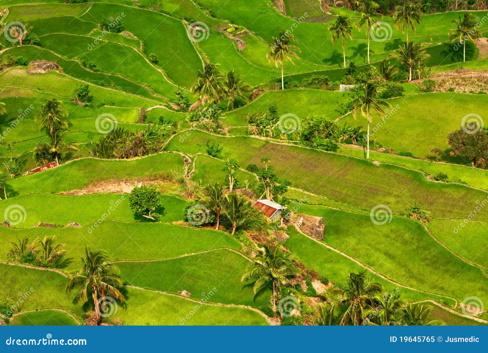 Tropical rice terraces stock image. Image of growth, beautiful - 19645765