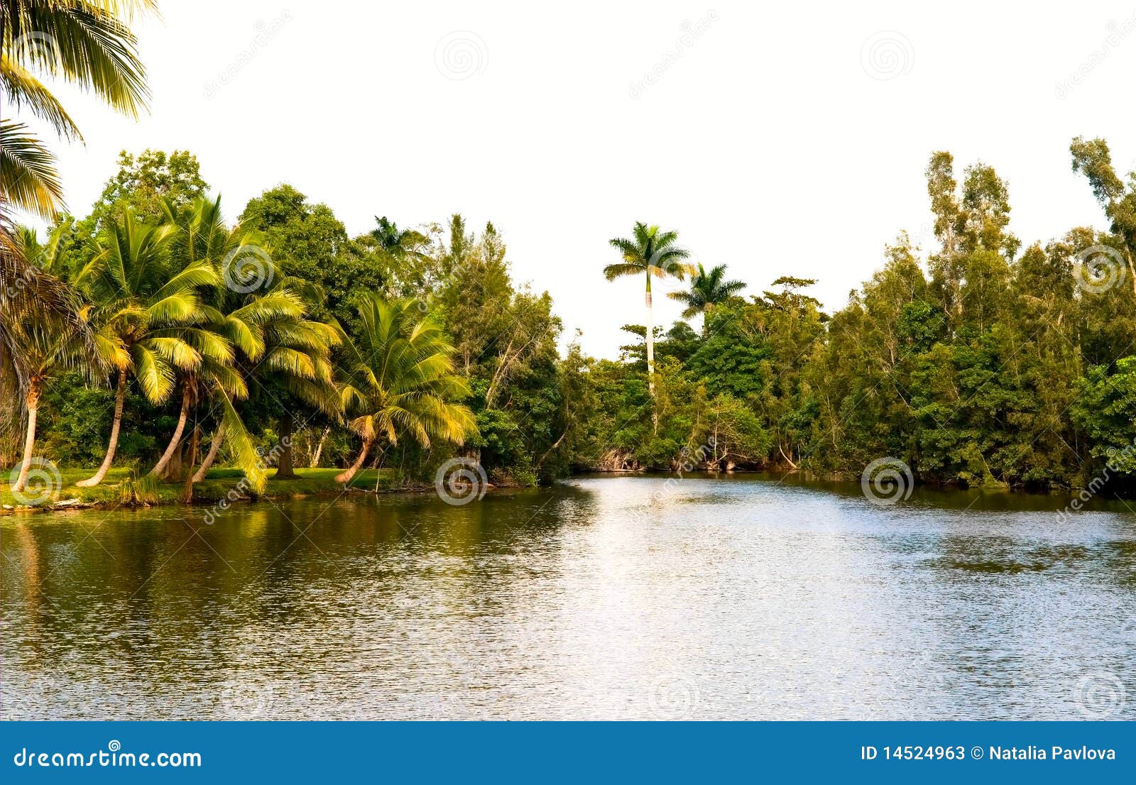 Tropical river stock image. Image of tropical, mangrove - 14524963