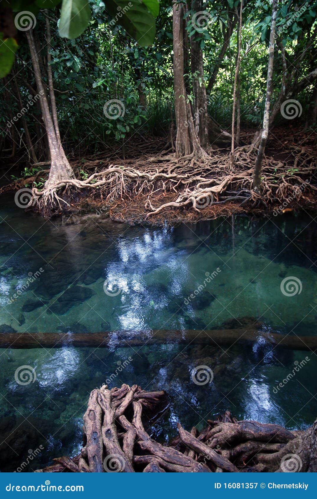 Tropical river stock image. Image of stem, pretty, pure - 16081357