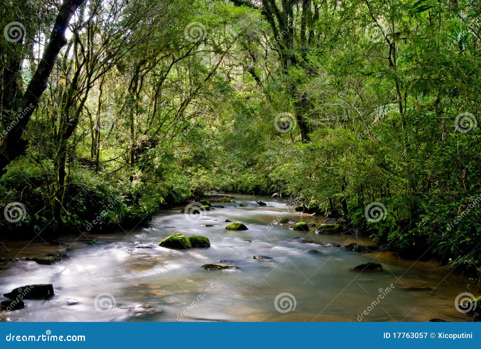 Tropical river stock image. Image of lush, season, scenery - 17763057